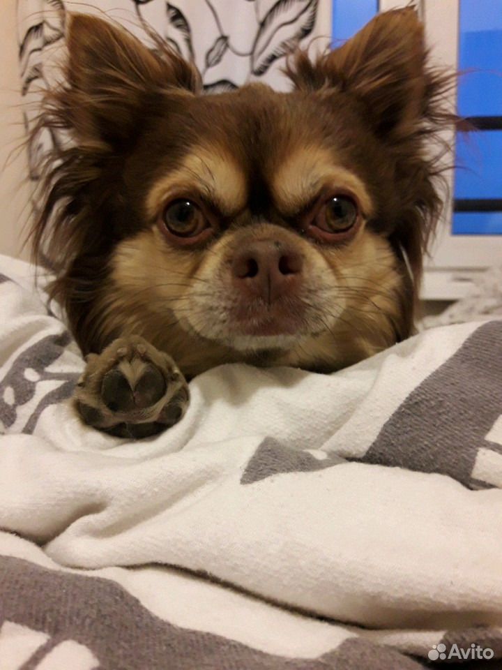 Вязка кобель чихуахуа, ждем невест