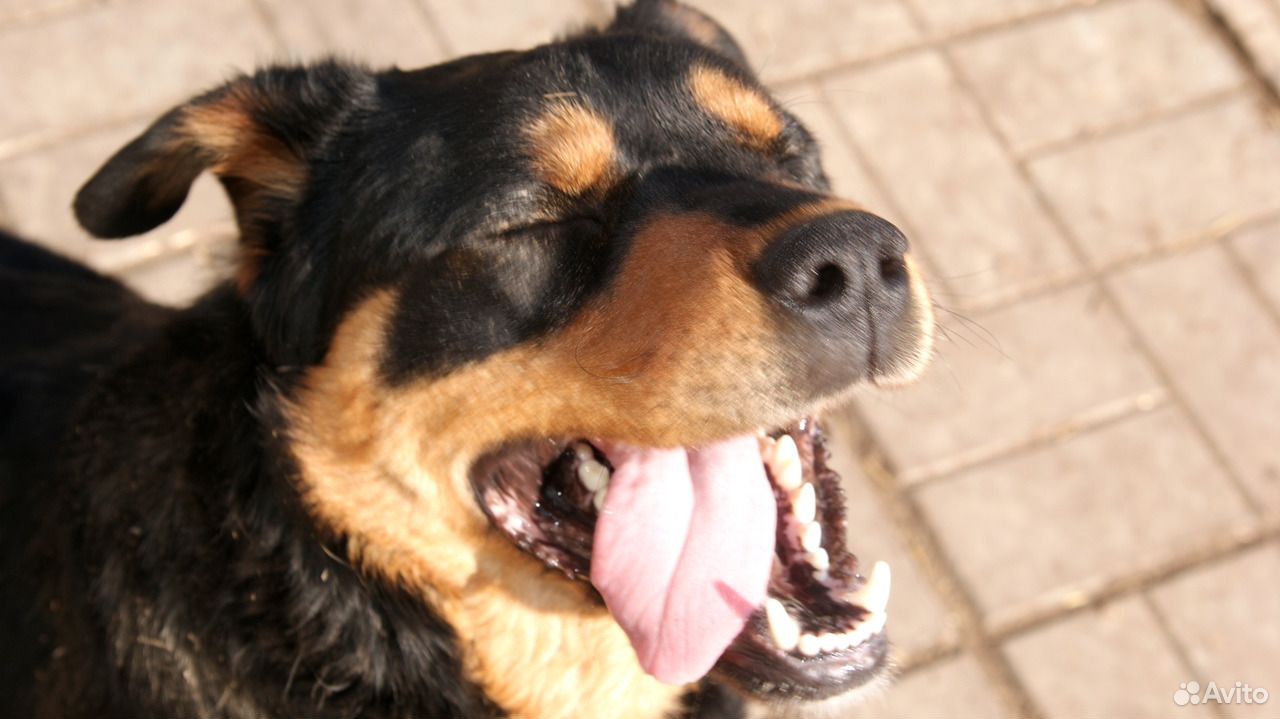 Отдам суку ротвейлера. В добрые руки