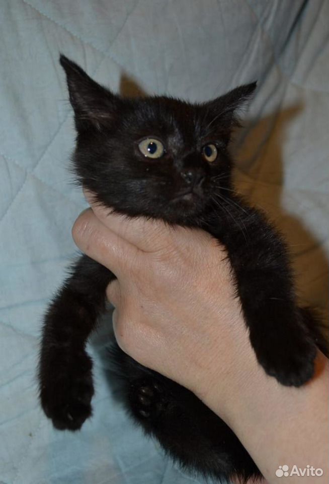 Плюшевые, чёрные котята в добрые руки