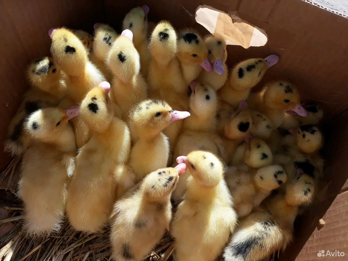 Мясо муларда