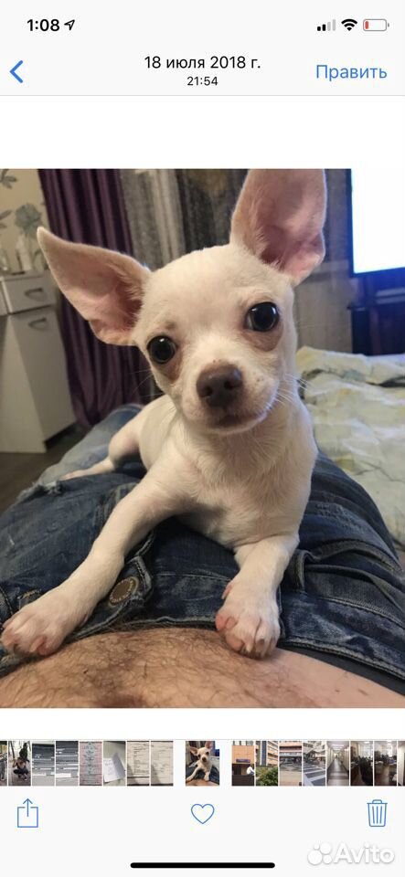 Продам чиа-хуа