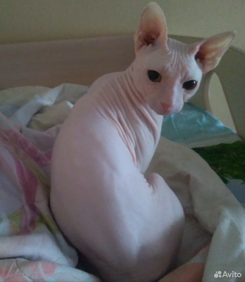 Ждём кошечку на вязку