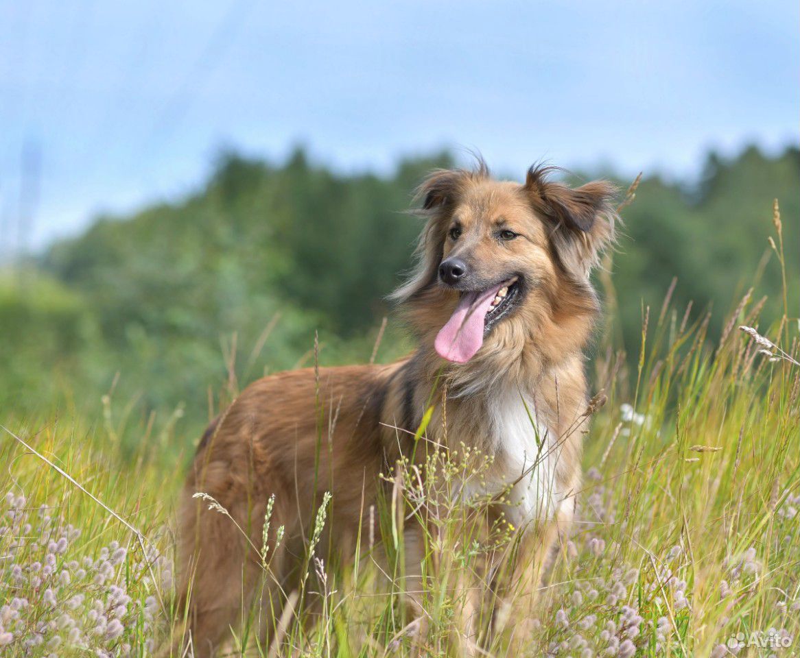Миниатюрная Шелли ищет дом