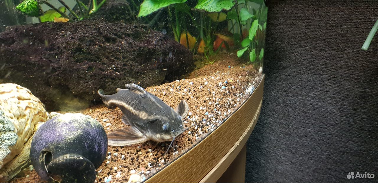 Сом Платидорас