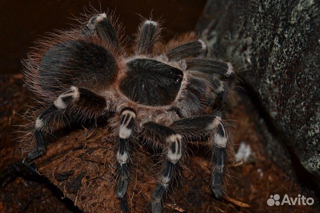 Паук-птицеед (Acanthoscurria geniculata)