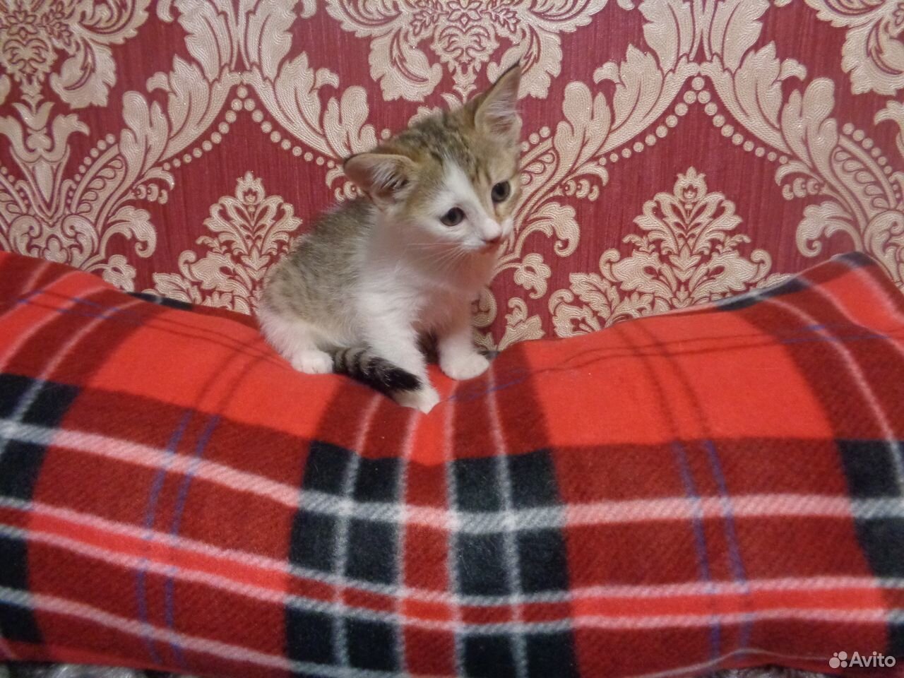 Котёнок 2.5 мес. (девочка)