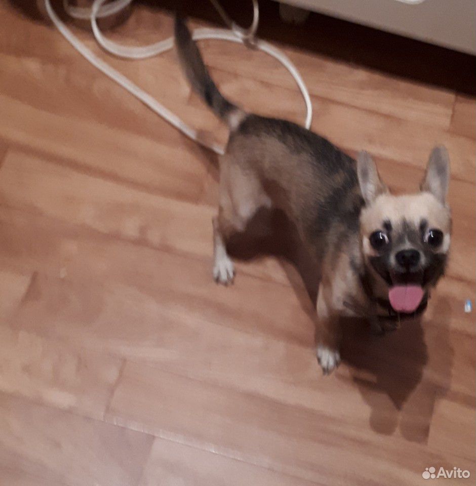 Вязка чихуа