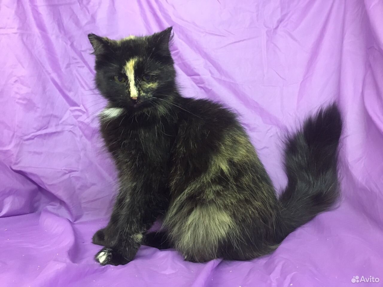 «Чупакабра» в добрые руки