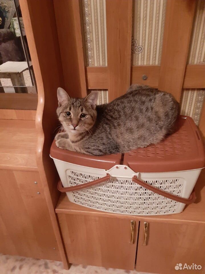 Барсик крупный котик для души 10 мес