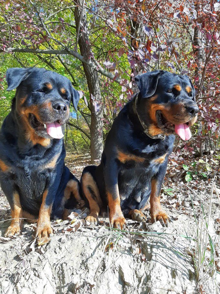 Щенки ротвейлера