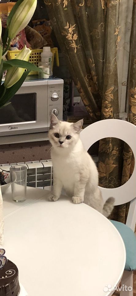 Вязка шотландцев