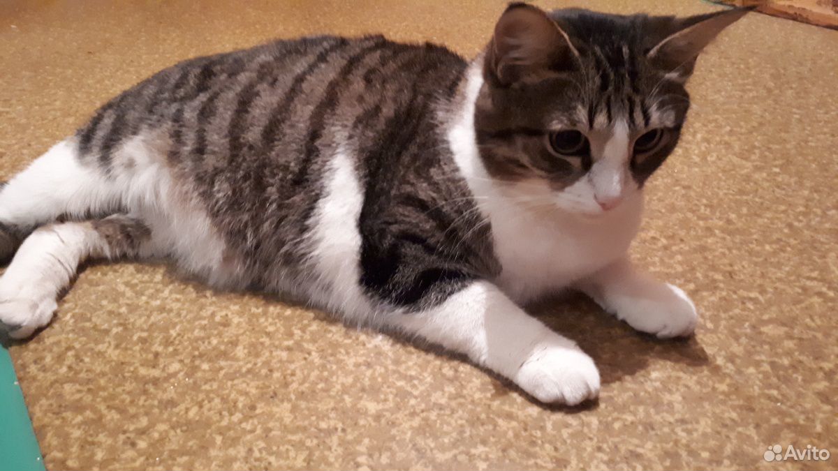 В добрые руки