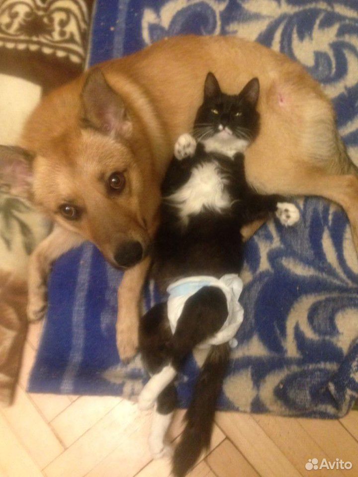 Котенок-инвалид 10мес и щенок метис 10мес в дар