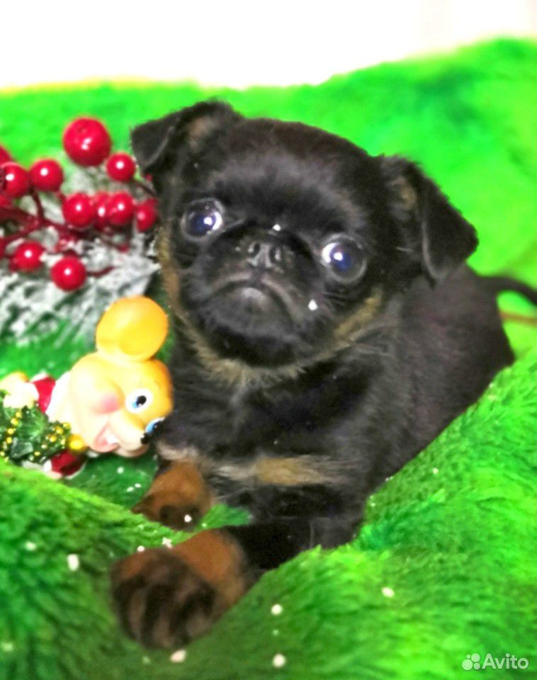 Пти брабансон черно подпалый мальчик