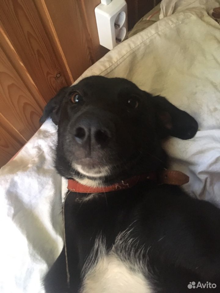 Собачка Кола