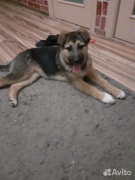 Щенок девочка бесплатно