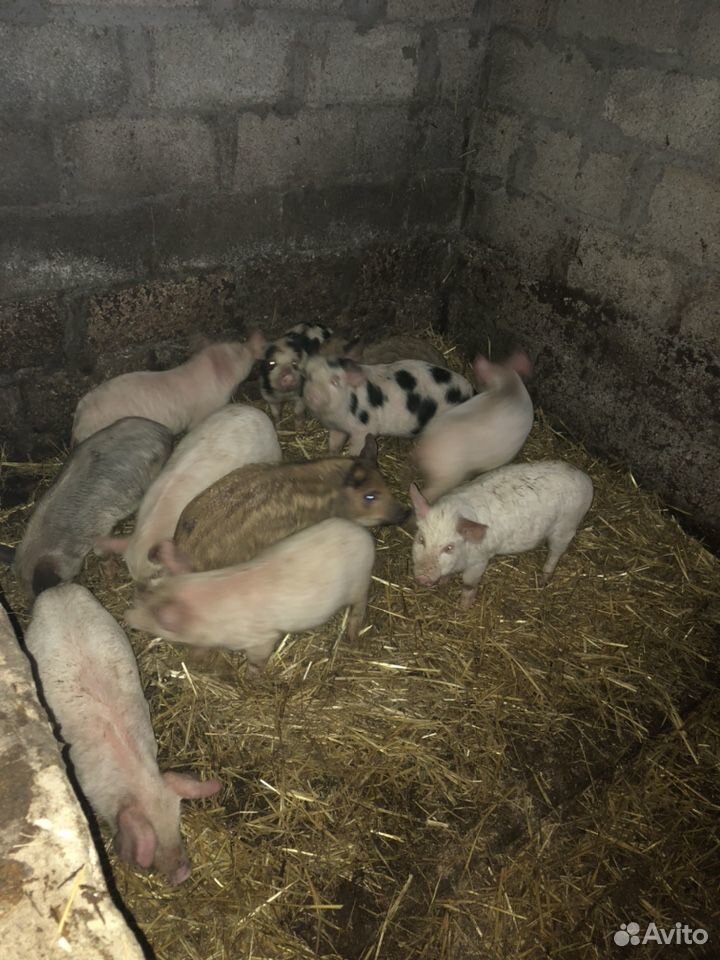 Продаю порося