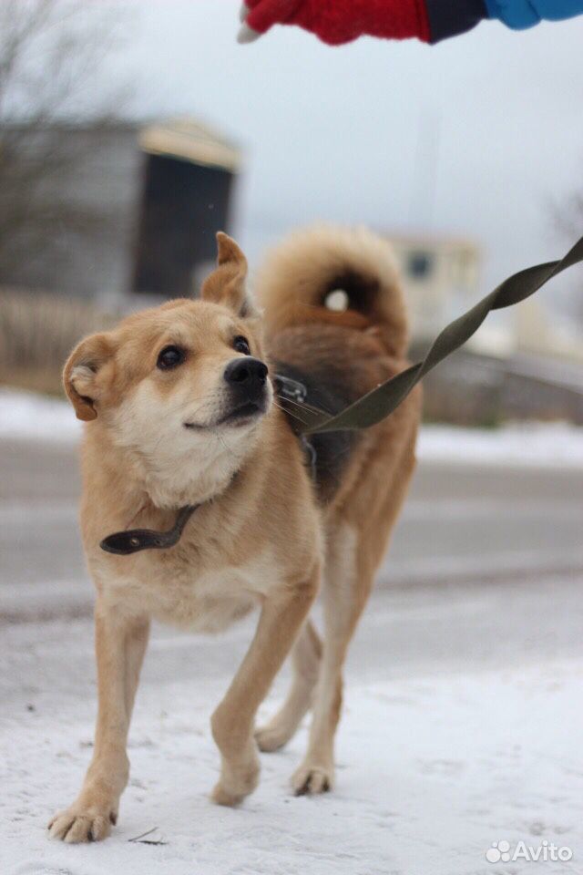 Некрупный улыбчивый пёс