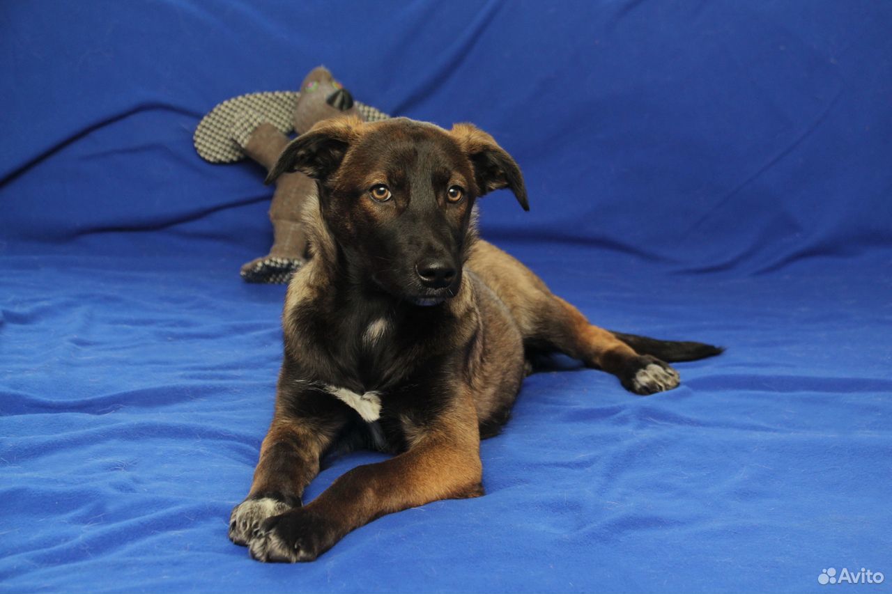 Щенок Молли