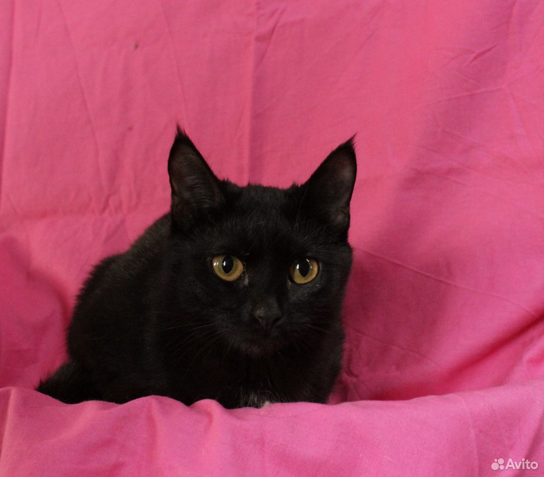 Котёнок Девочка Руна