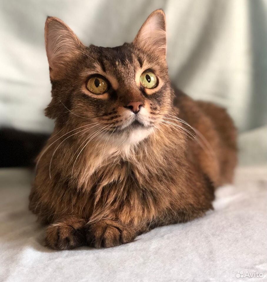 Милая ласковая Дусенька 6 лет ищет свой дом и хозя