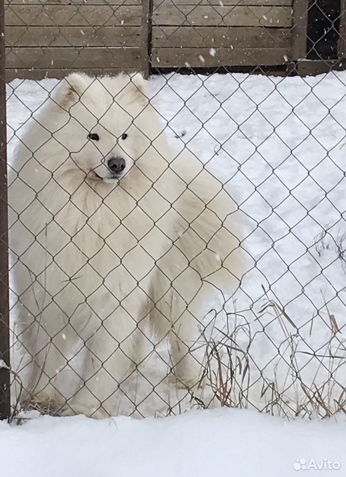 Самоед