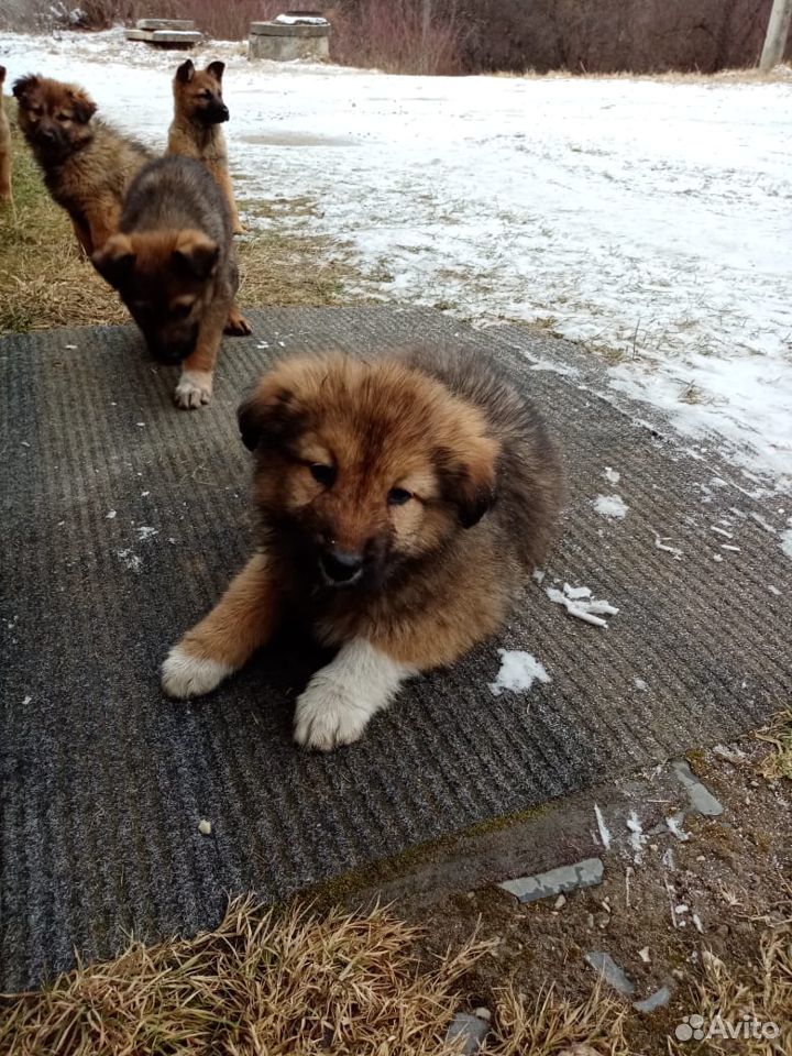 Потерялся щеночек