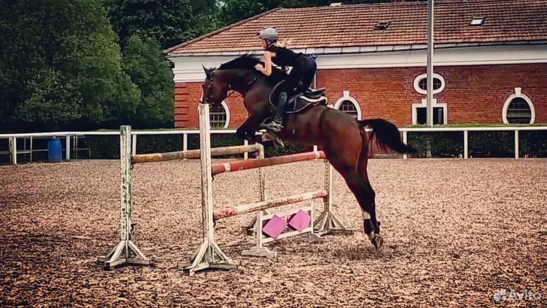 Тракененский жеребец на случку