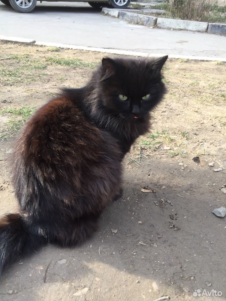 Ласка, в дар