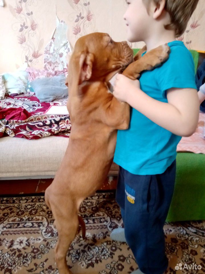 Бордоский дог