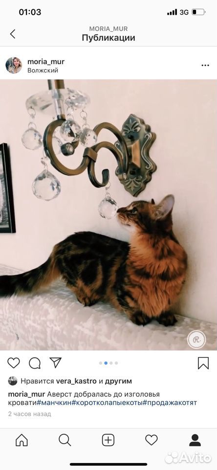 Дорогие манчкины