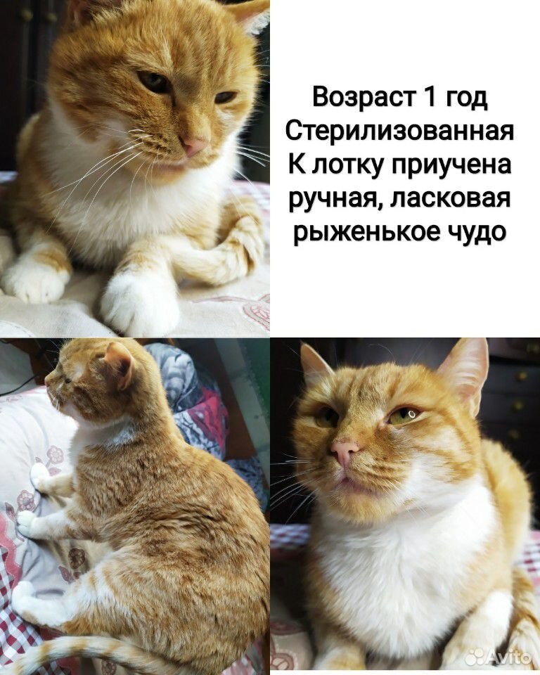 Рыженькая молодая (1 год) стерилизованная кошечка