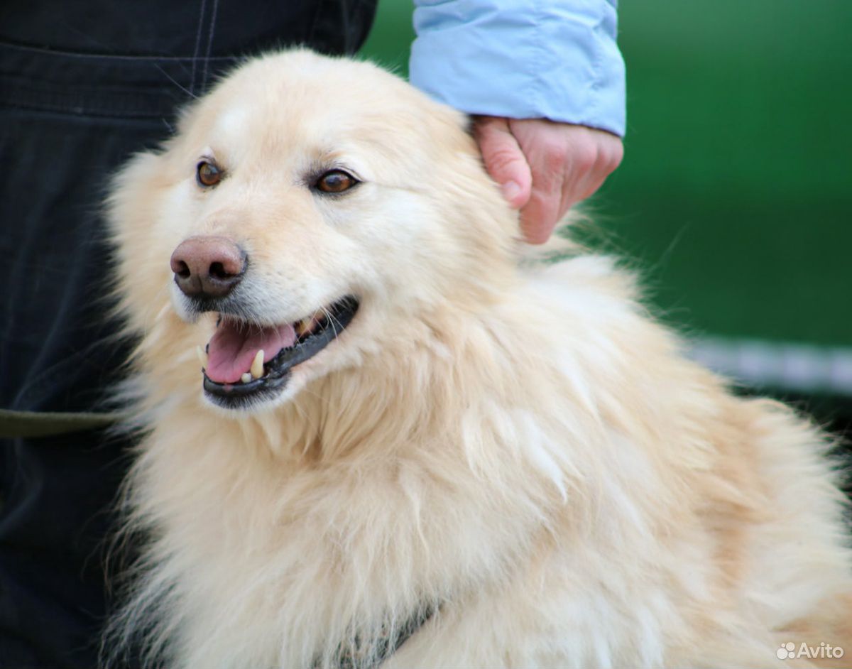 Собака Маффин, молодой красавец в добрые руки