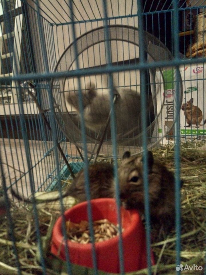 Чилийские бельчата