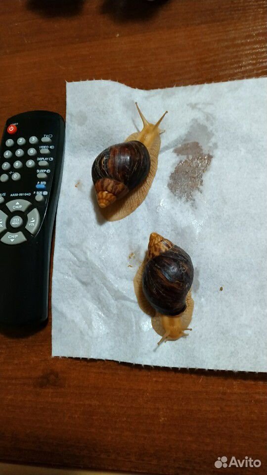 Пара улиток