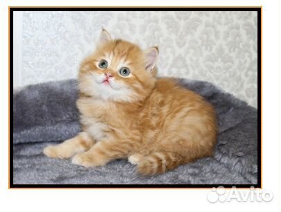 Продажа котенка