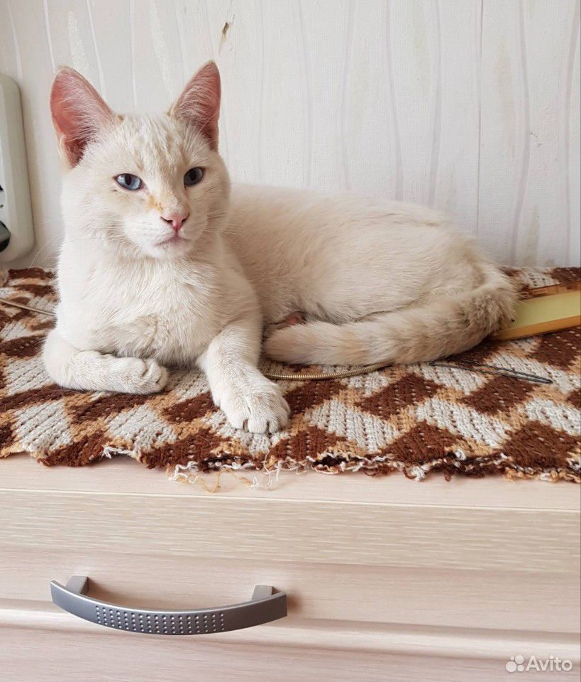 Ищем дом замечательному котику