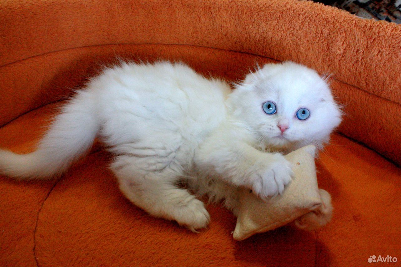 Котёнок с голубыми глазками