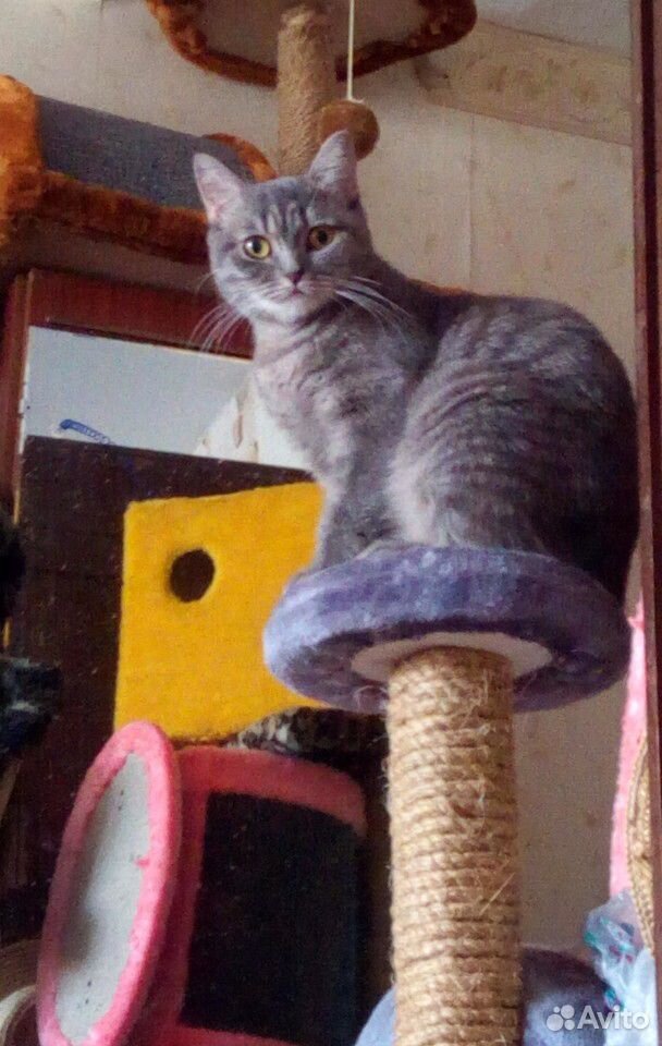 Подрощенная шотландская девочка