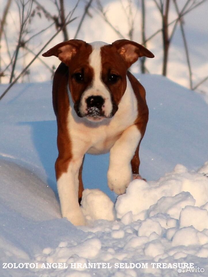 Щенки американского стаффордширского терьера