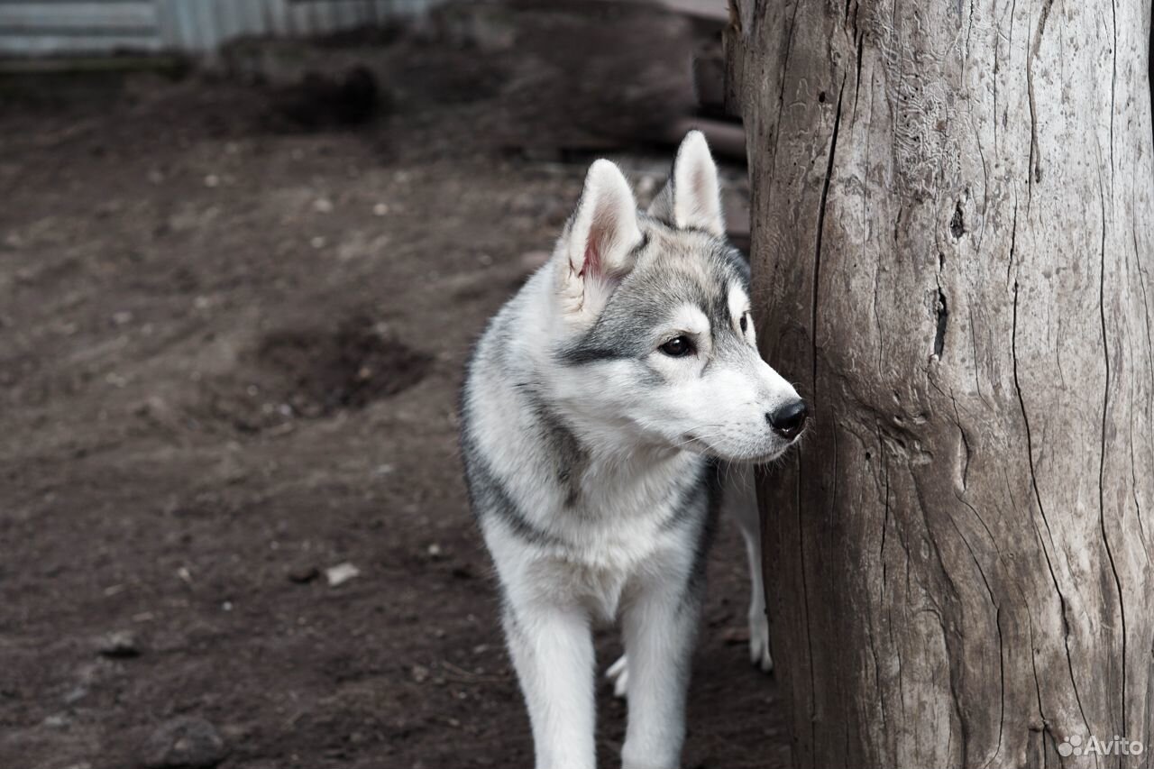 Сибирский хаски