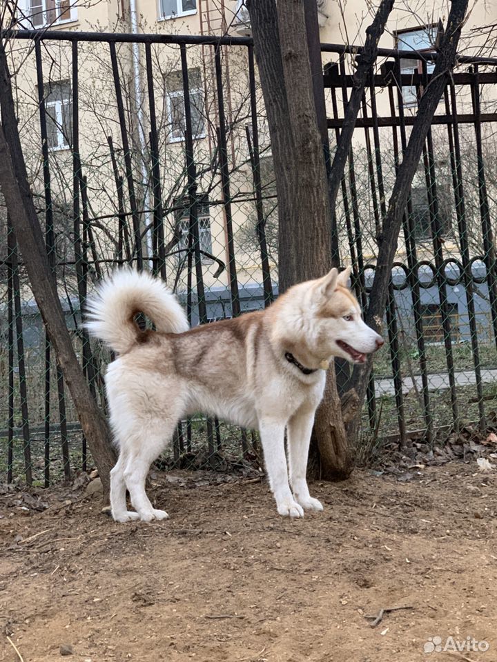 Найден хаски