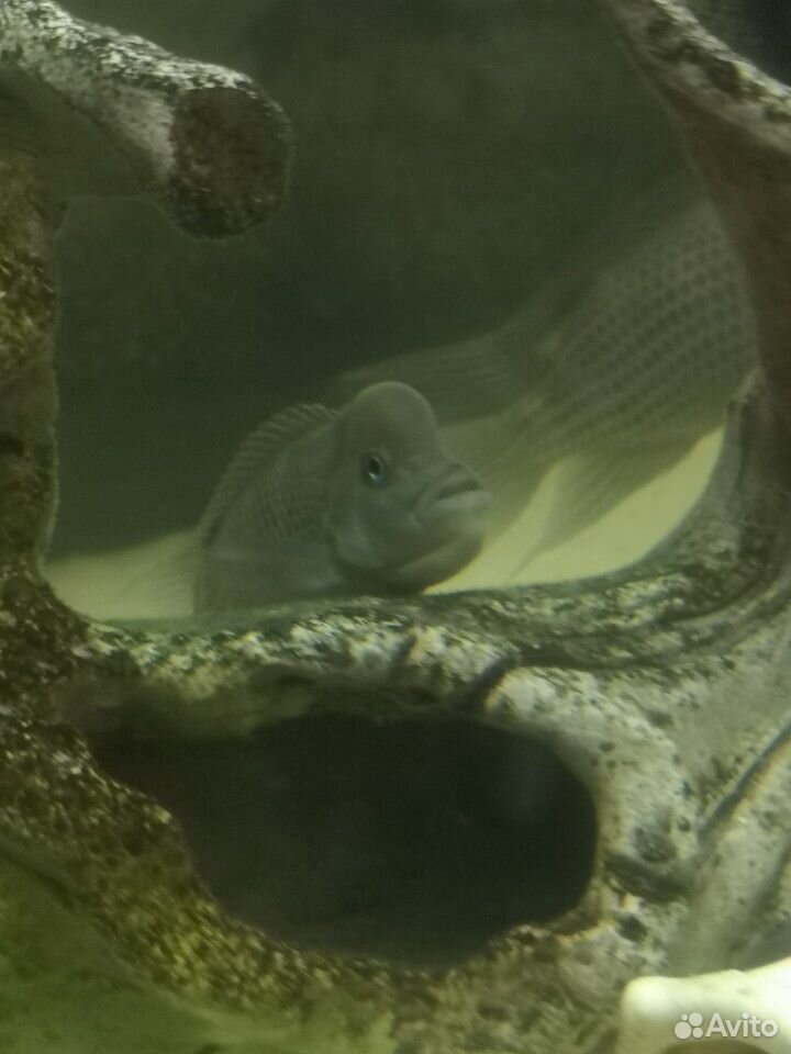 Цихлида львиноголовая