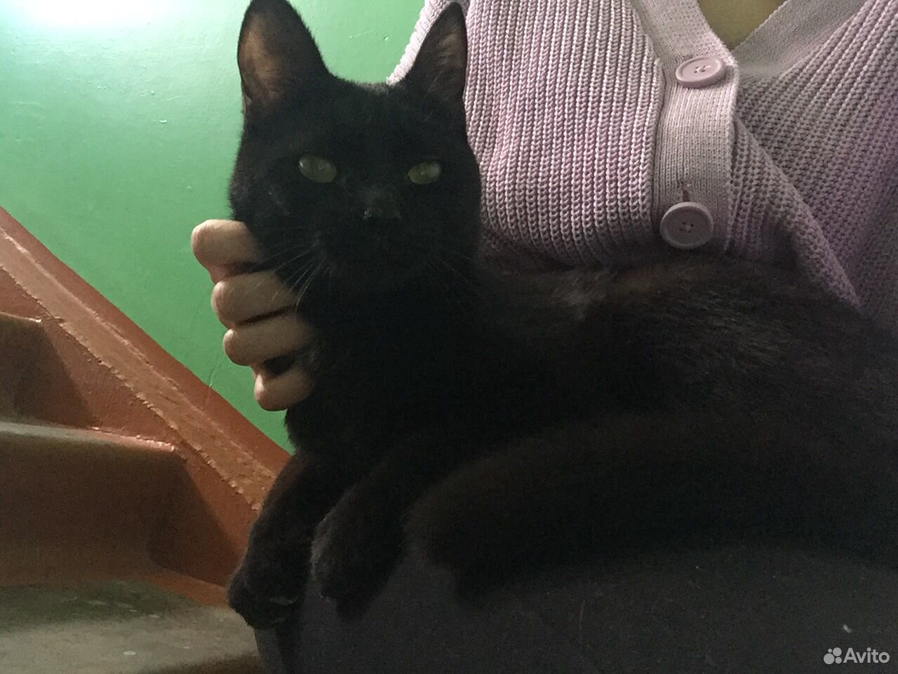 Кот чёрный чудесный