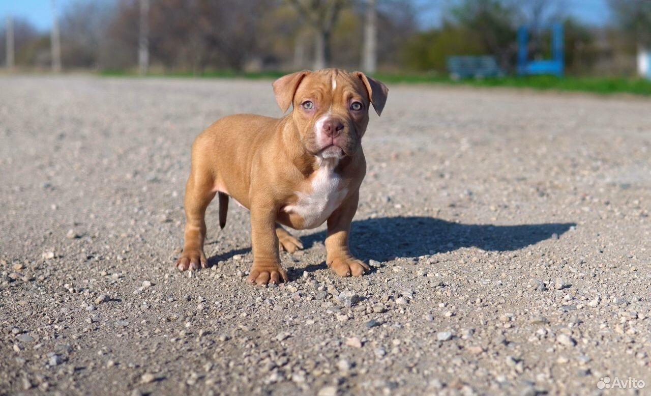 Американский Булли девочка 2,5 месяца