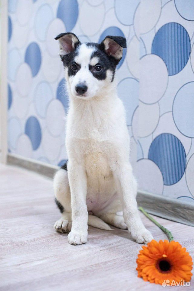 Собака, метис болонки и лайки