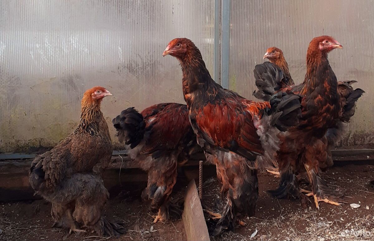 Петух куропатчатая брама