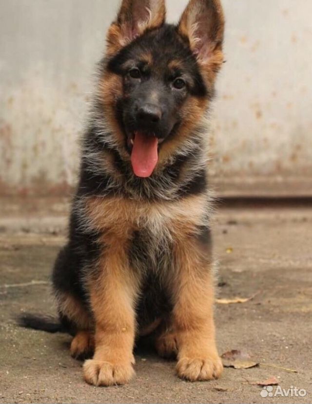 Приму щенка овчарки