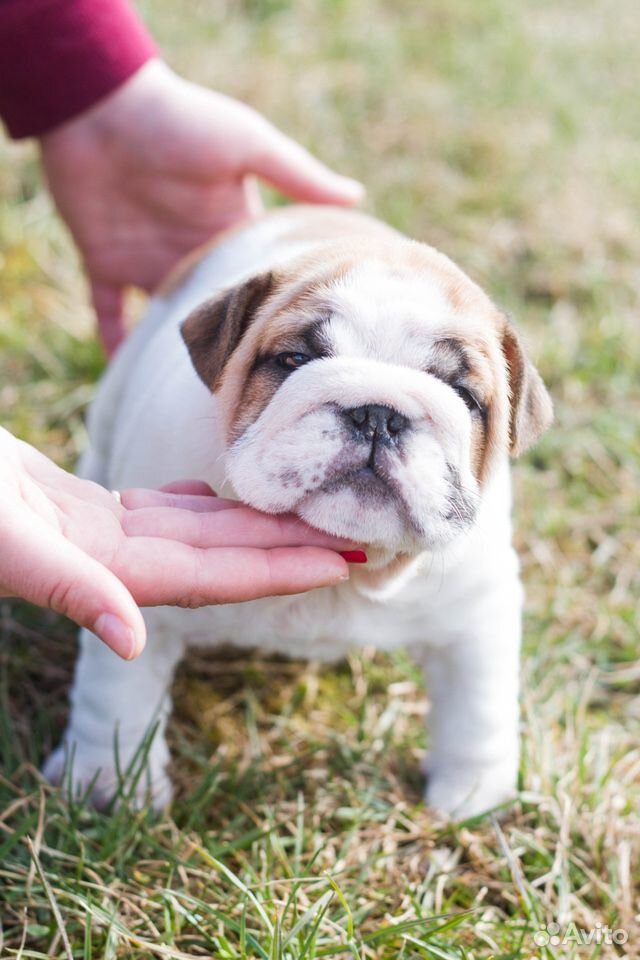 Щенки Англ.Бульдога