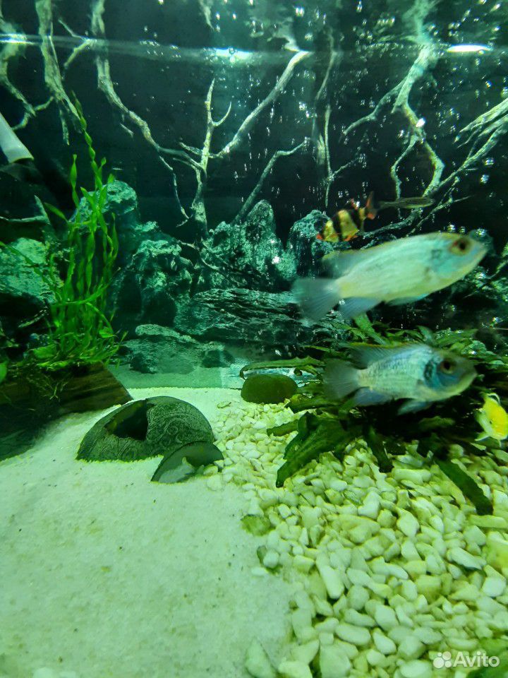 Неоновые наннакары